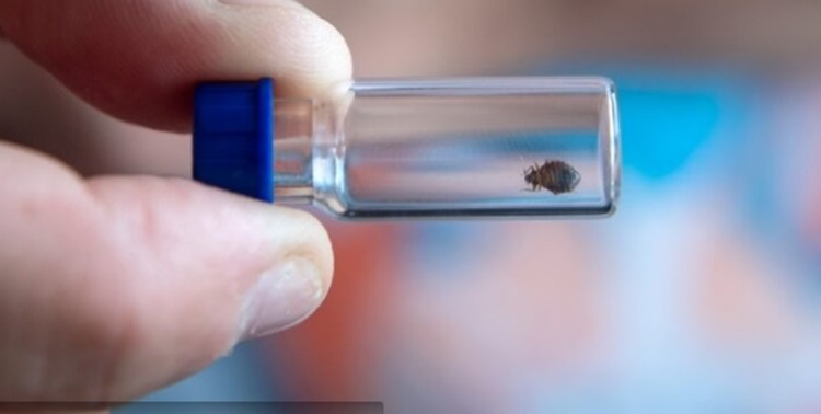 Ovo su znakovi da su vam se u kući pojavile stjenice. Evo kako ih uočiti i kako ih se riješiti ...